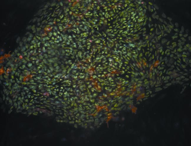 Could Human Beings Be Cloned? | Live Science