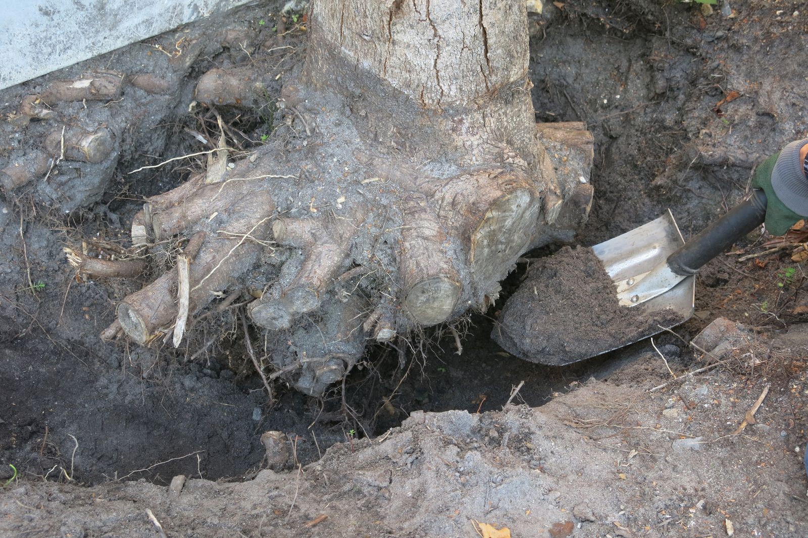 How to remove a tree stump: follow our practical guide | Gardeningetc