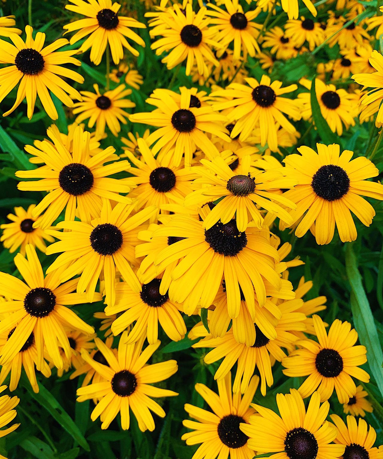 Expert advice for when to plant black-eyed Susan seeds | Homes and Gardens