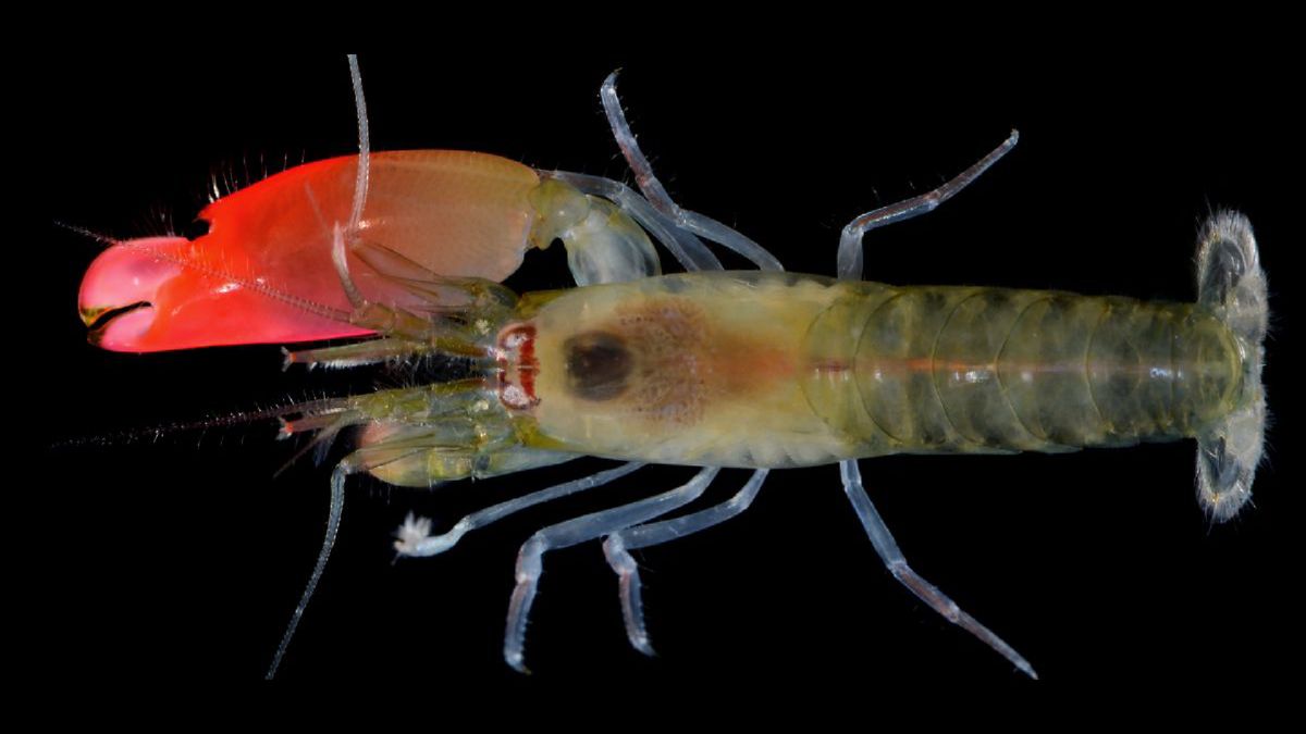 32 of the loudest animals on Earth | Live Science