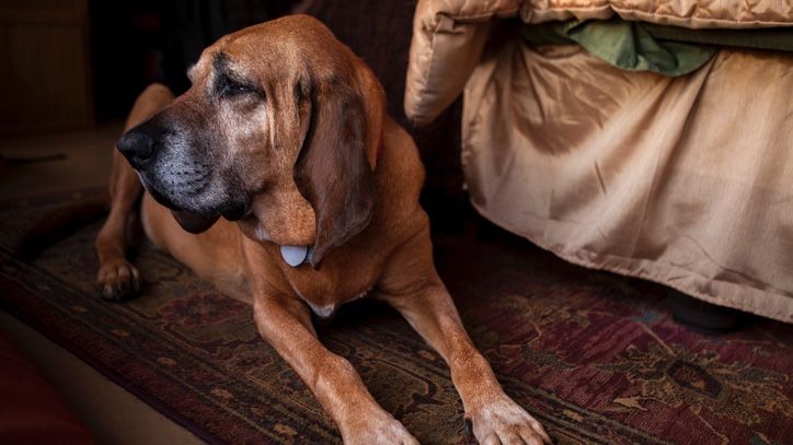 32 big dog breeds that make sensible pets | PetsRadar