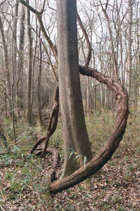 Vines Take Over Southern U.S. Forests | Live Science