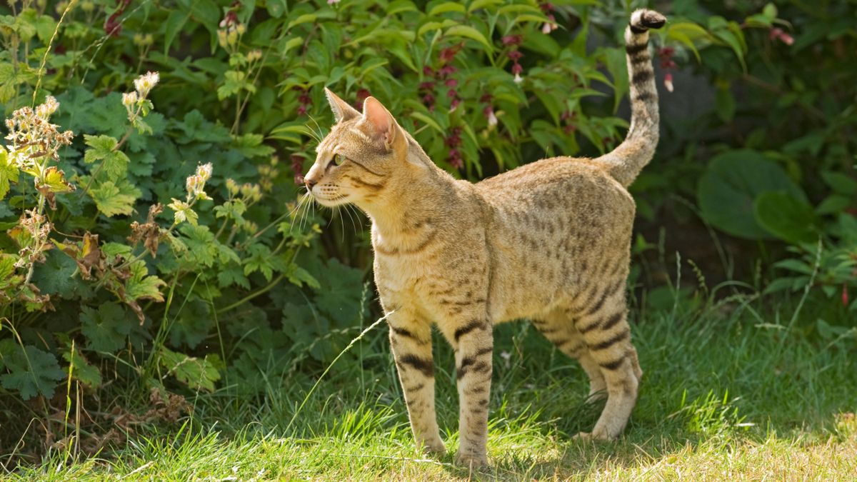 Wild cat breeds: 20 cats with exotic roots | PetsRadar