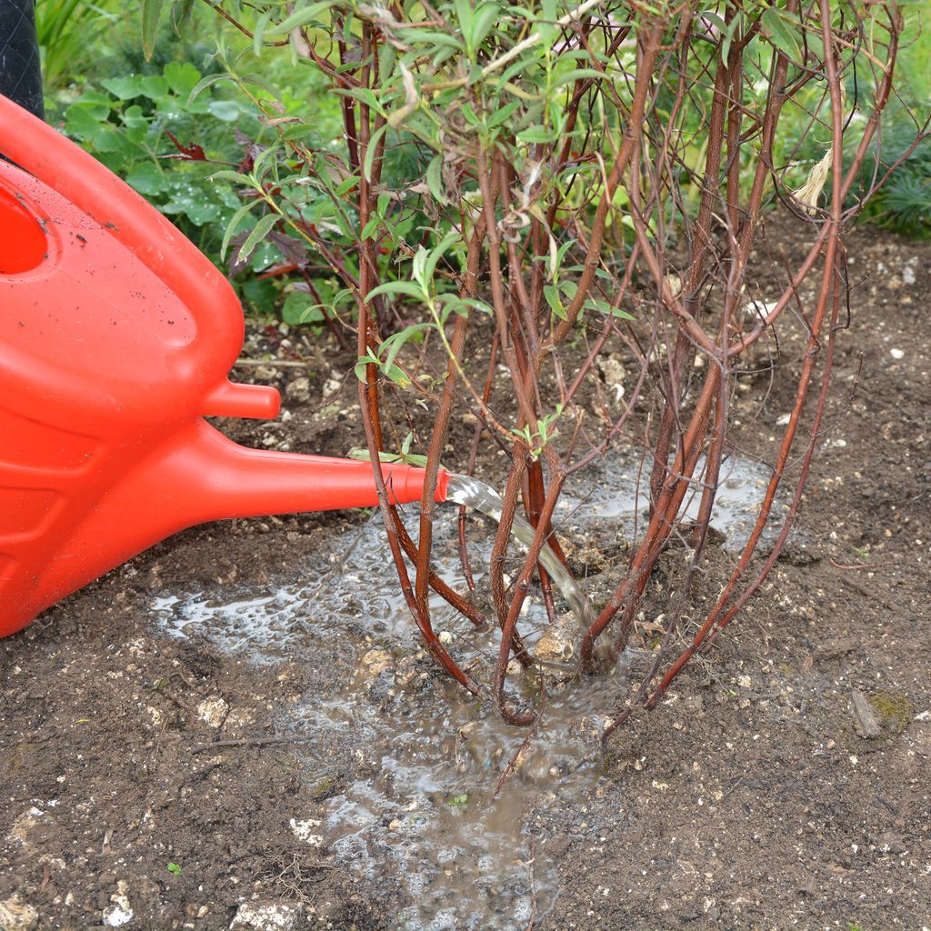 How to transplant a shrub so it thrives in its new location | Homes and ...