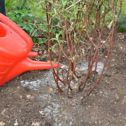 How to keep soil moist in summer: expert methods to try | Homes and Gardens