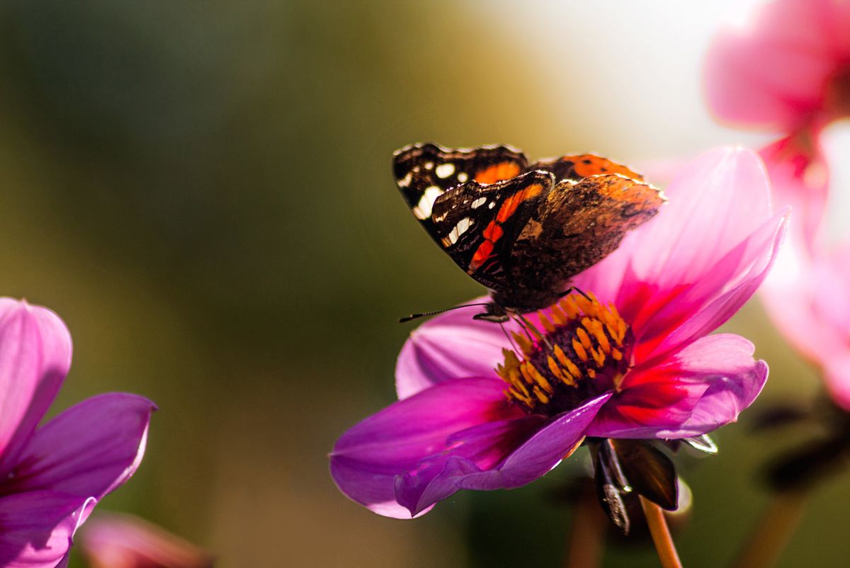 My 10 best photographs ever: Peter Fenech, Staff Writer, Digital ...