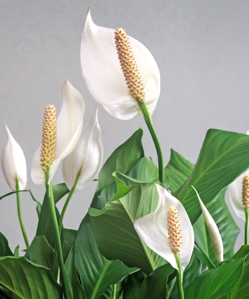How do you revive a droopy peace lily? Fast and easy | Homes and Gardens