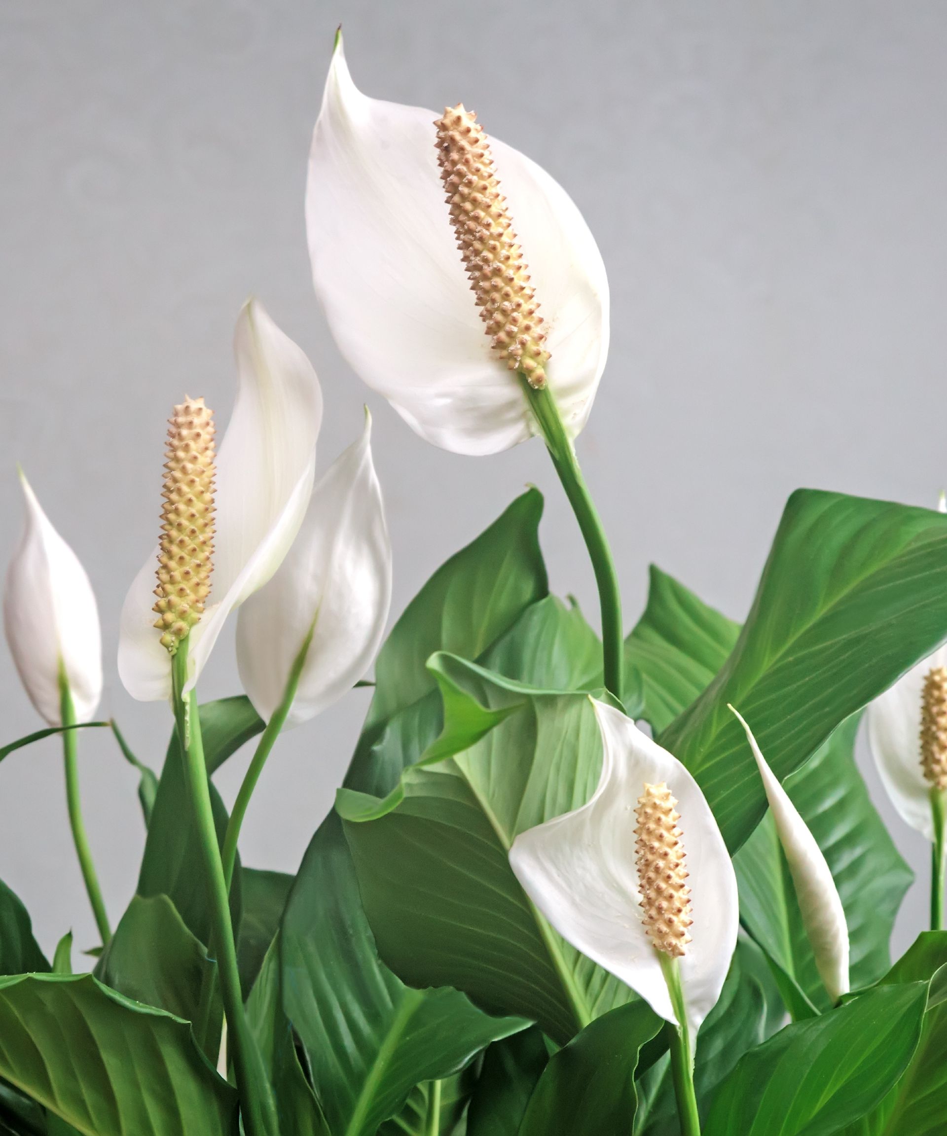 How to make you own peace lily fertilizer: expert-approved | Homes and ...
