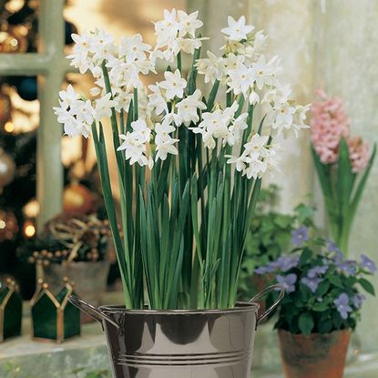 Best indoor bulbs to force for Christmas: 5 picks | Homes and Gardens
