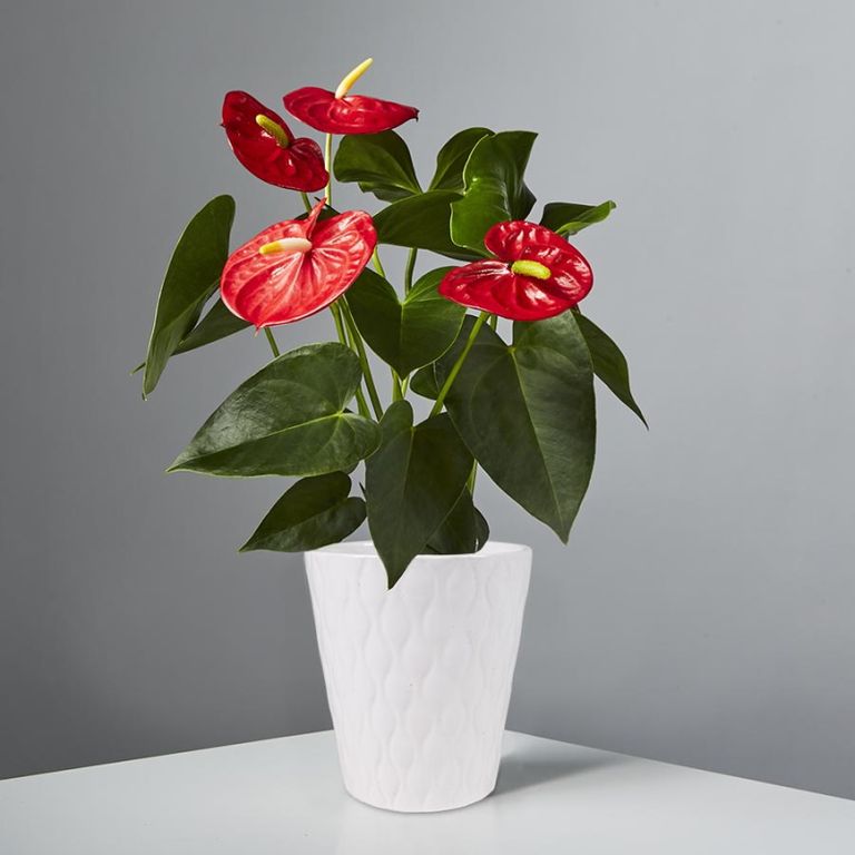 Best red houseplants: 7 energizing indoor plants | Homes and Gardens
