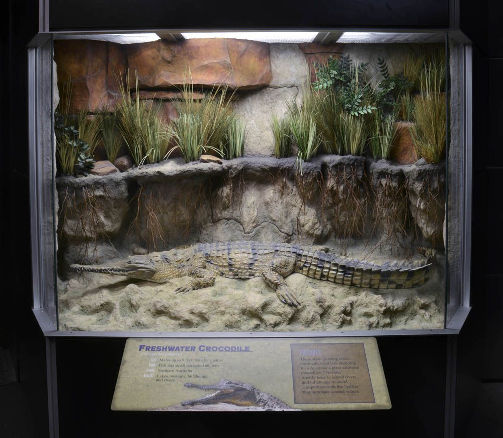 Crocs: Ancient Predators in a Modern World (Photos) | Live Science