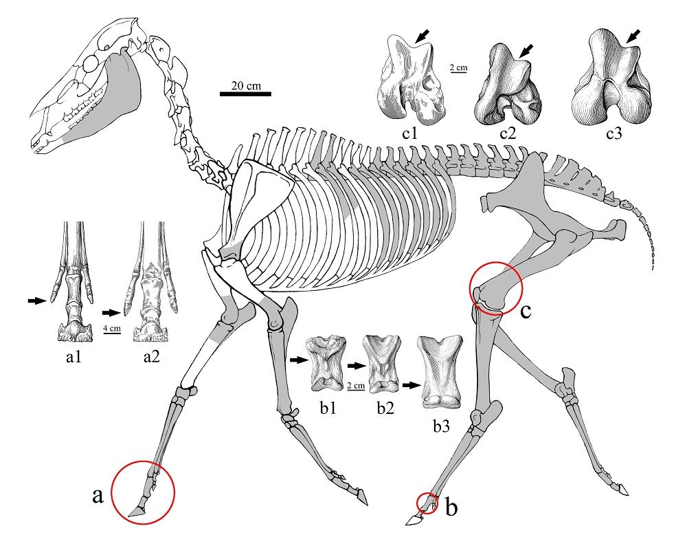 Ancient Horse Bones Tell Story of Tibetan Plateau | Live Science