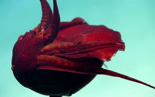 This Contorted Mystery Squid May Be the 'Most Bizarre' Ever Seen | Live ...