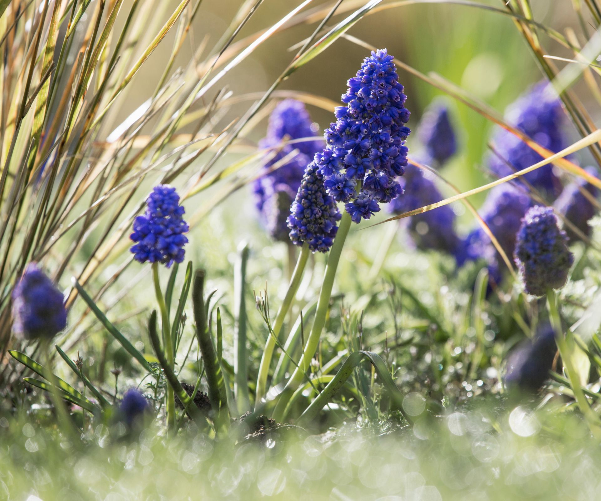 How to drift plant with bulbs | Homes and Gardens