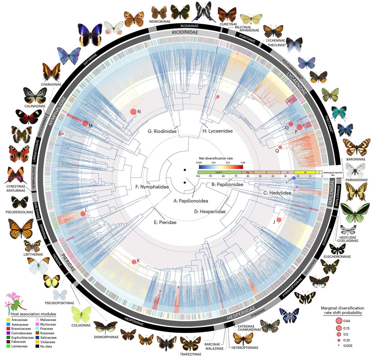 All butterflies evolved from ancient moths in North America 100 million ... All butterflies evolved from ancient moths in North America 100 million ...