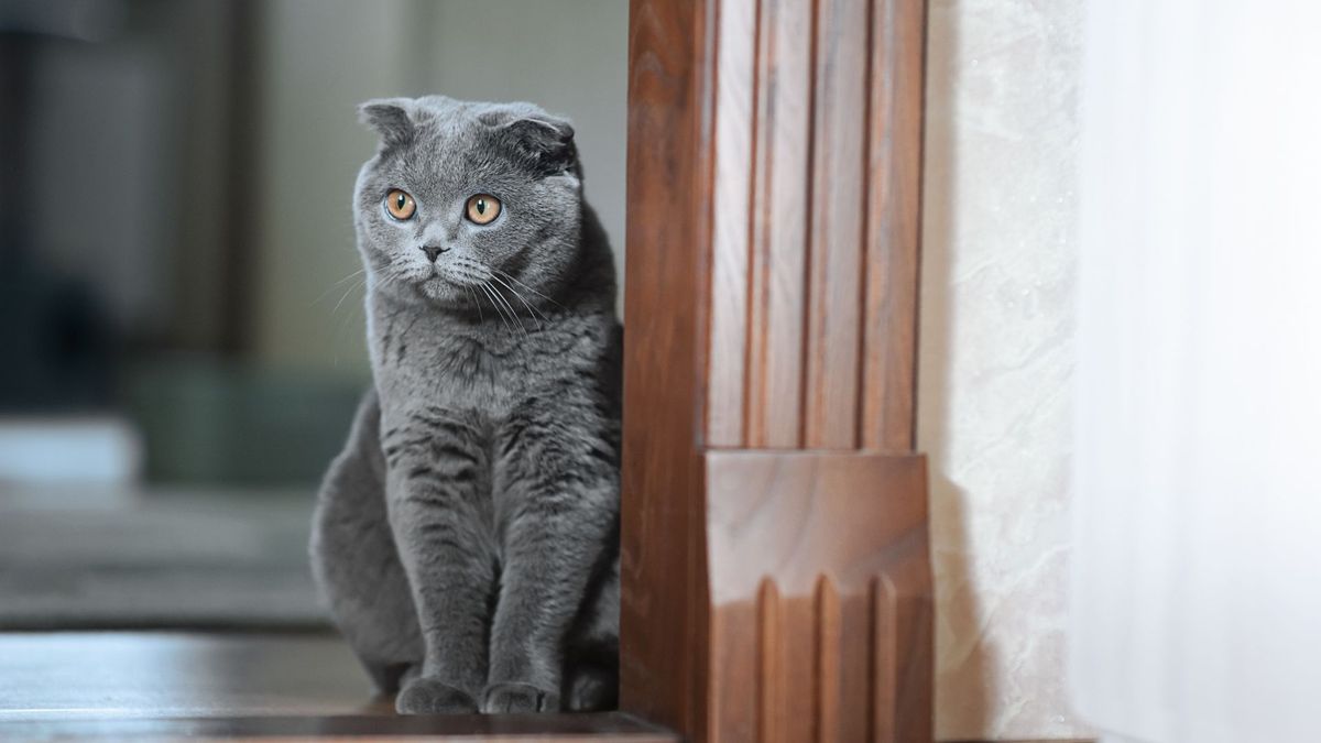 32 reasons why cats are better pets than dogs | PetsRadar