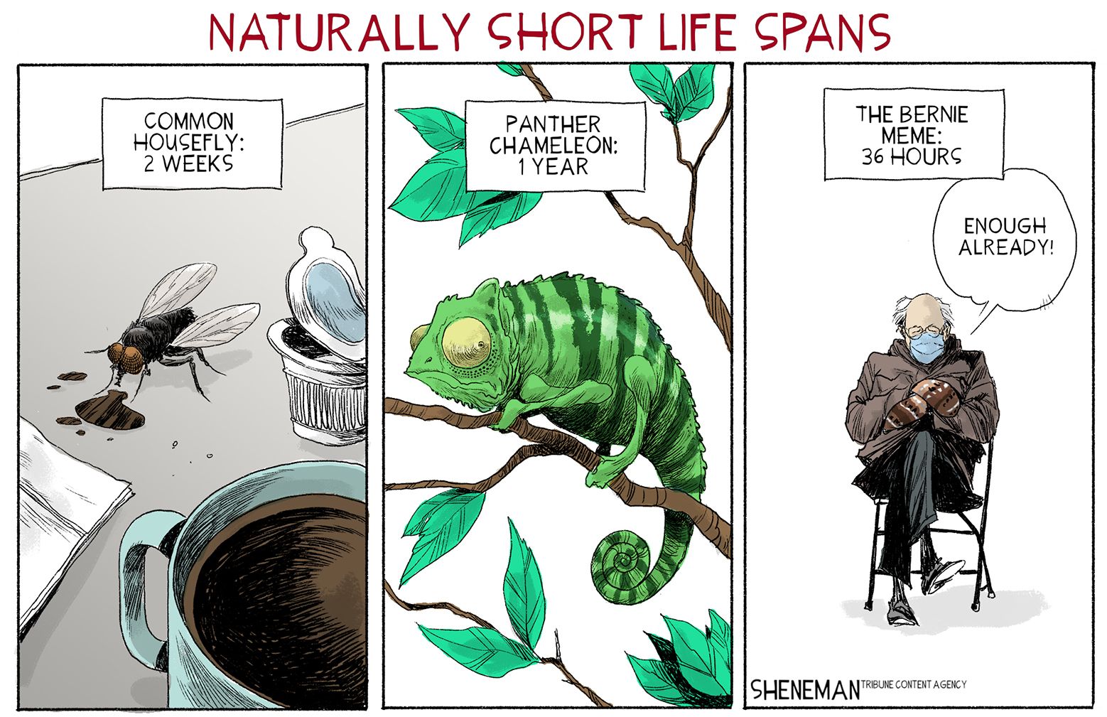 Editorial Cartoon U.S. Bernie Sanders meme | The Week