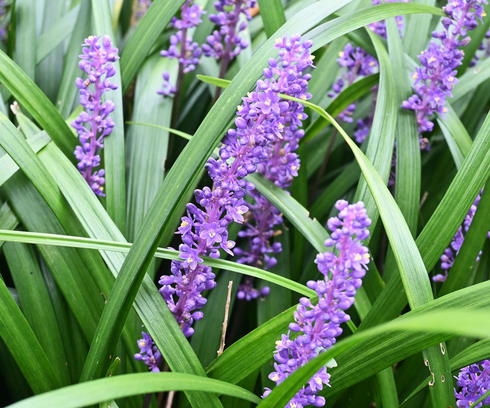 5 Heat-Tolerant Ground Covers That Look Lush All Summer | Gardening ...