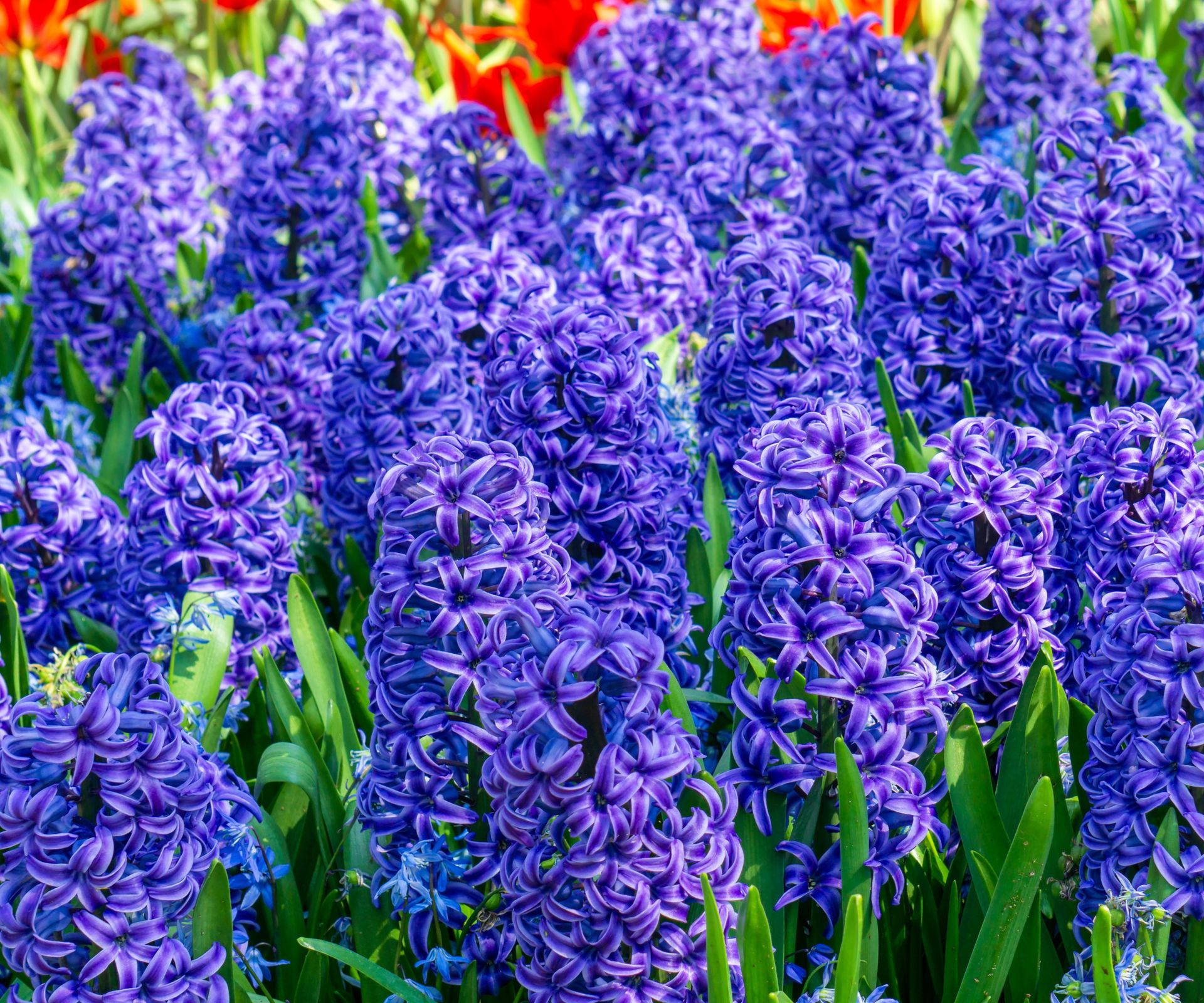How to deadhead and care for hyacinths after flowering | Homes and Gardens