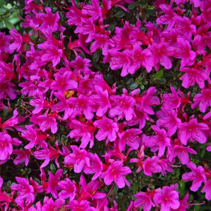How to grow azalea and fill your garden with gorgeous blooms | Ideal Home
