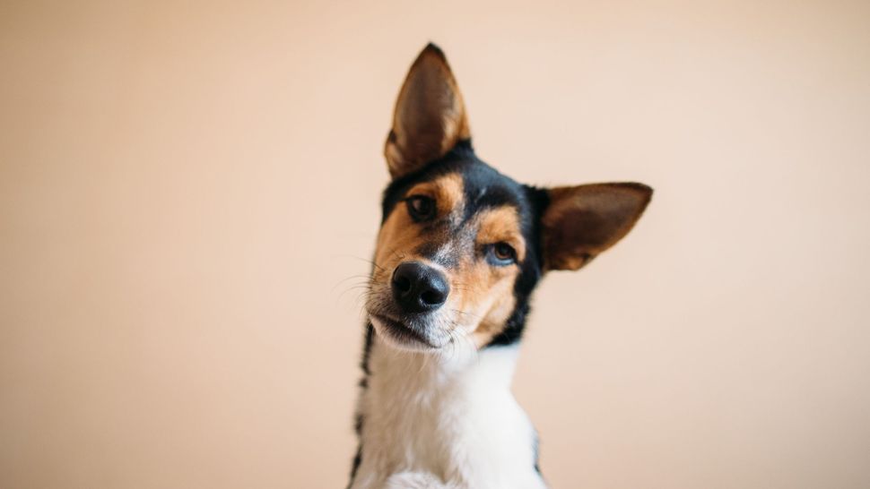 32 super cool dog breeds from the United States | PetsRadar