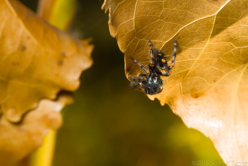 Arachtober in Action: Amazing Photos of Spiders from Around the World ...