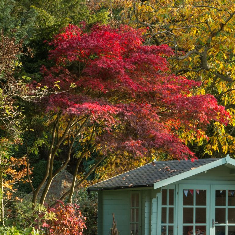 When to prune acers – the perfect window for bright displays | Ideal Home