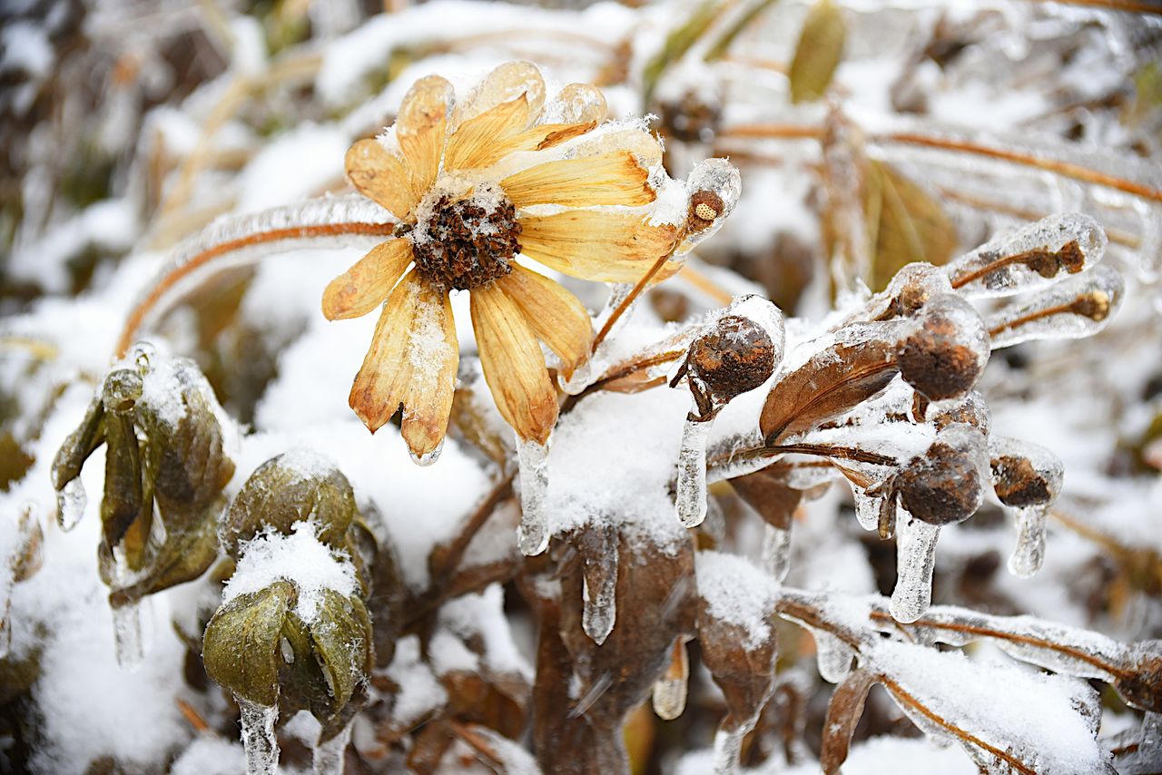 Overwintering — Protect Your Plants Now for a Thriving Spring | Livingetc