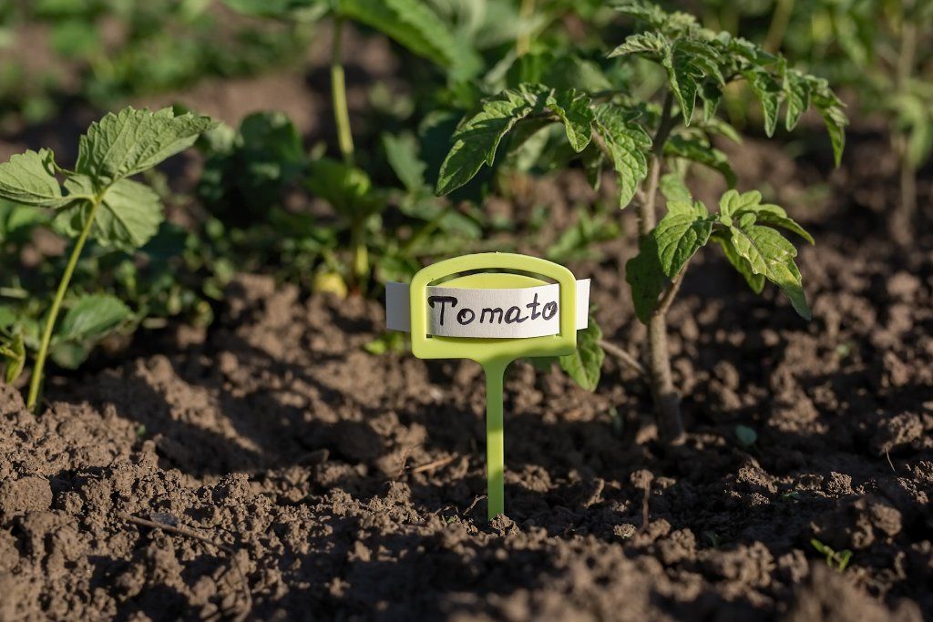 How To Grow Tomatoes - The Ultimate Guide | Gardening Know How