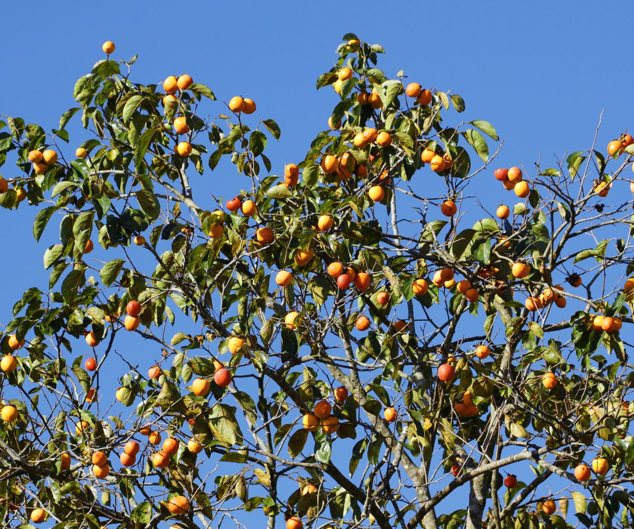 How to get a persimmon tree to fruit: 3 methods to try | Homes and Gardens