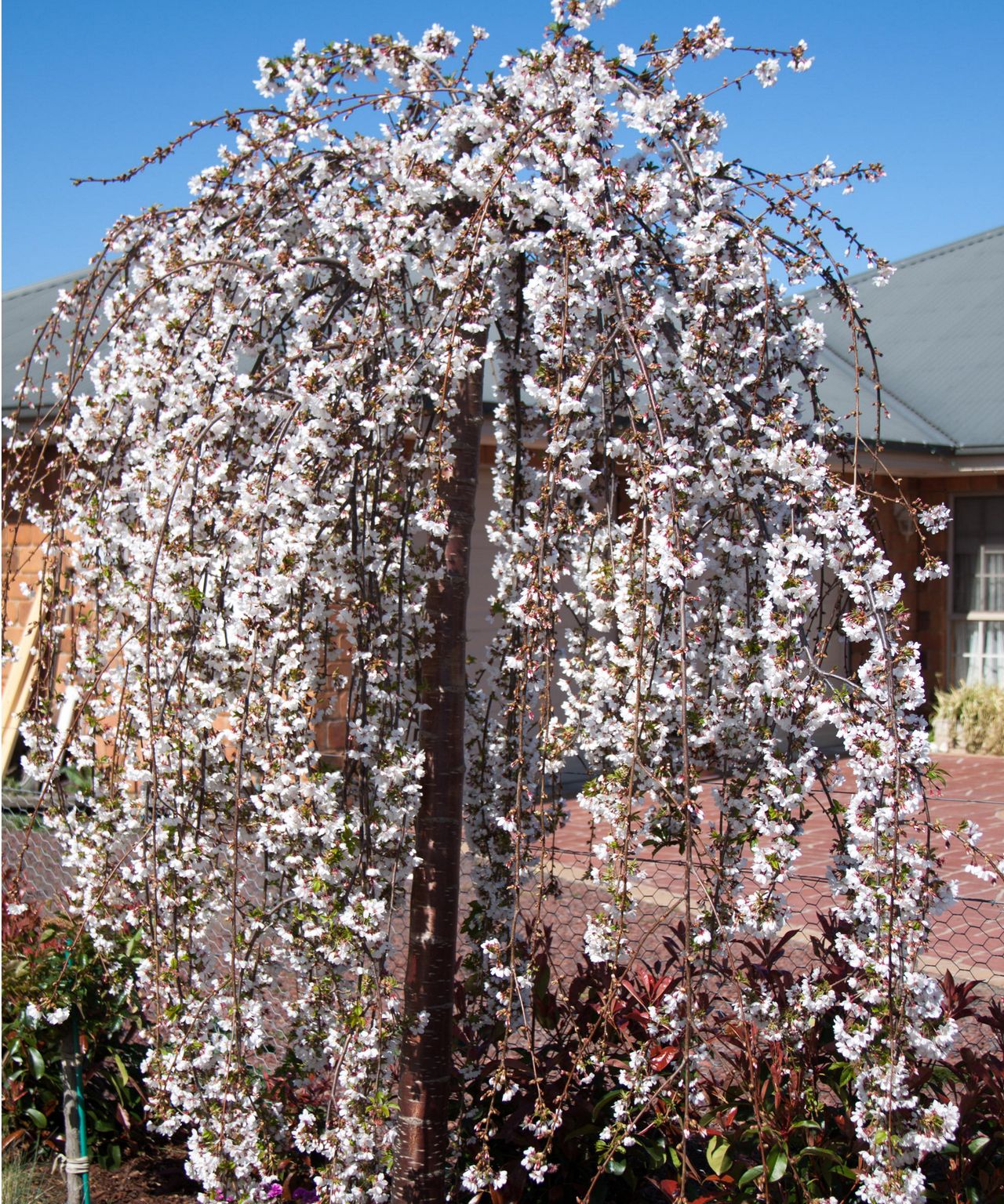 Best white flowering trees and shrubs for pots: 5 varieties | Homes and ...