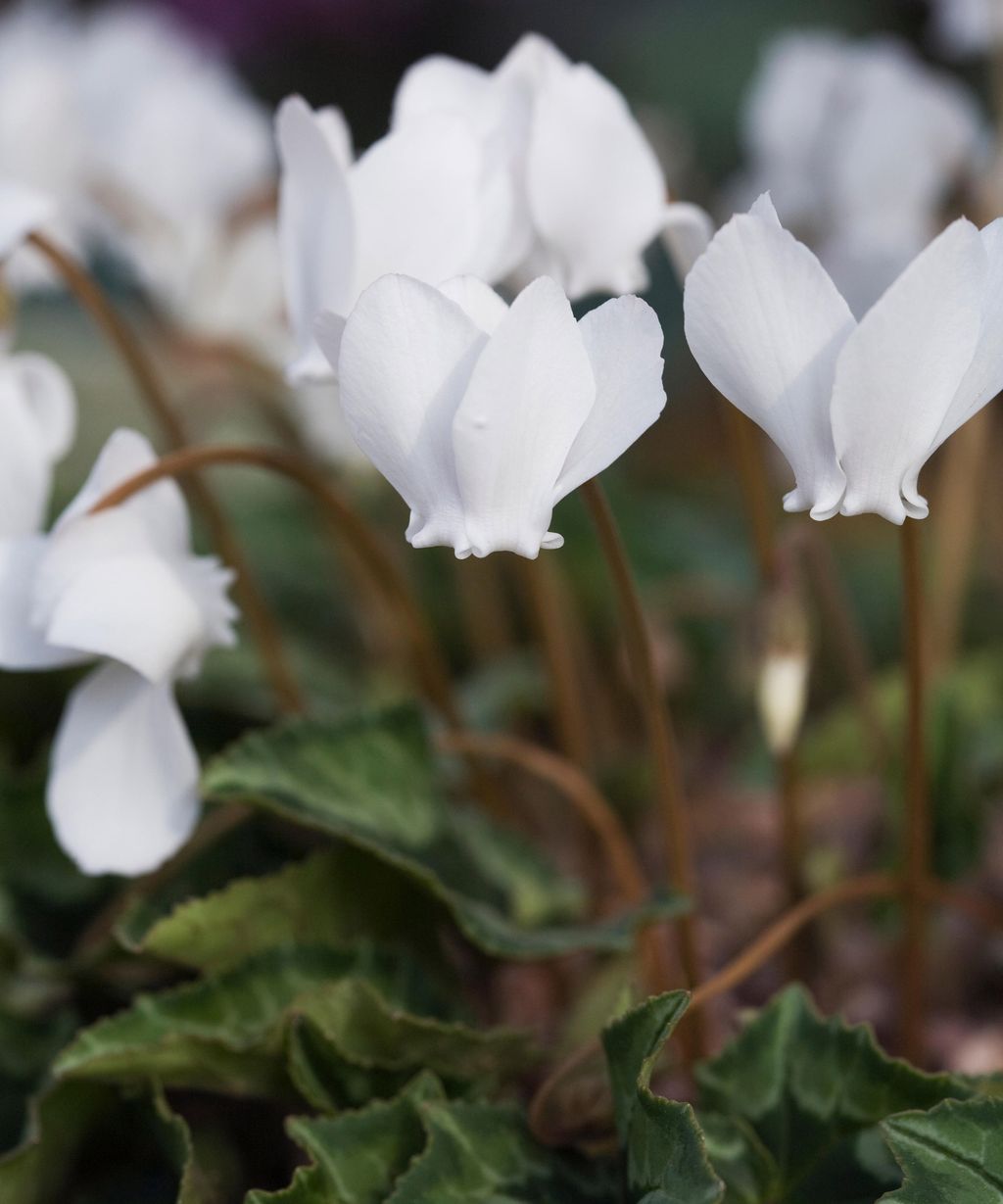 Types of cyclamen: 12 varieties for color in spring and fall | Homes ...