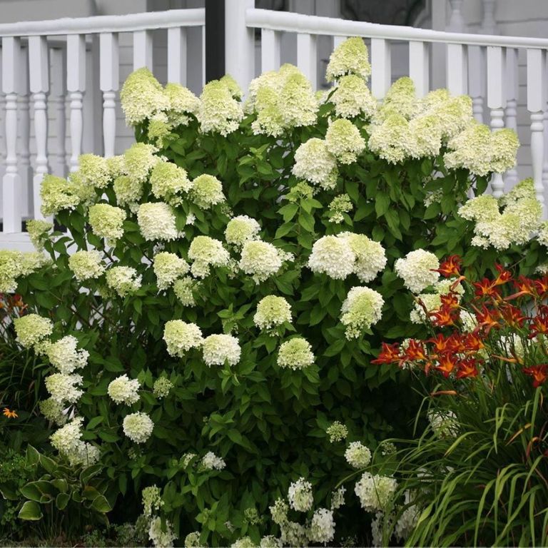 Hydrangea Shade Plants — 6 Varieties That Thrive in Less Light | Livingetc