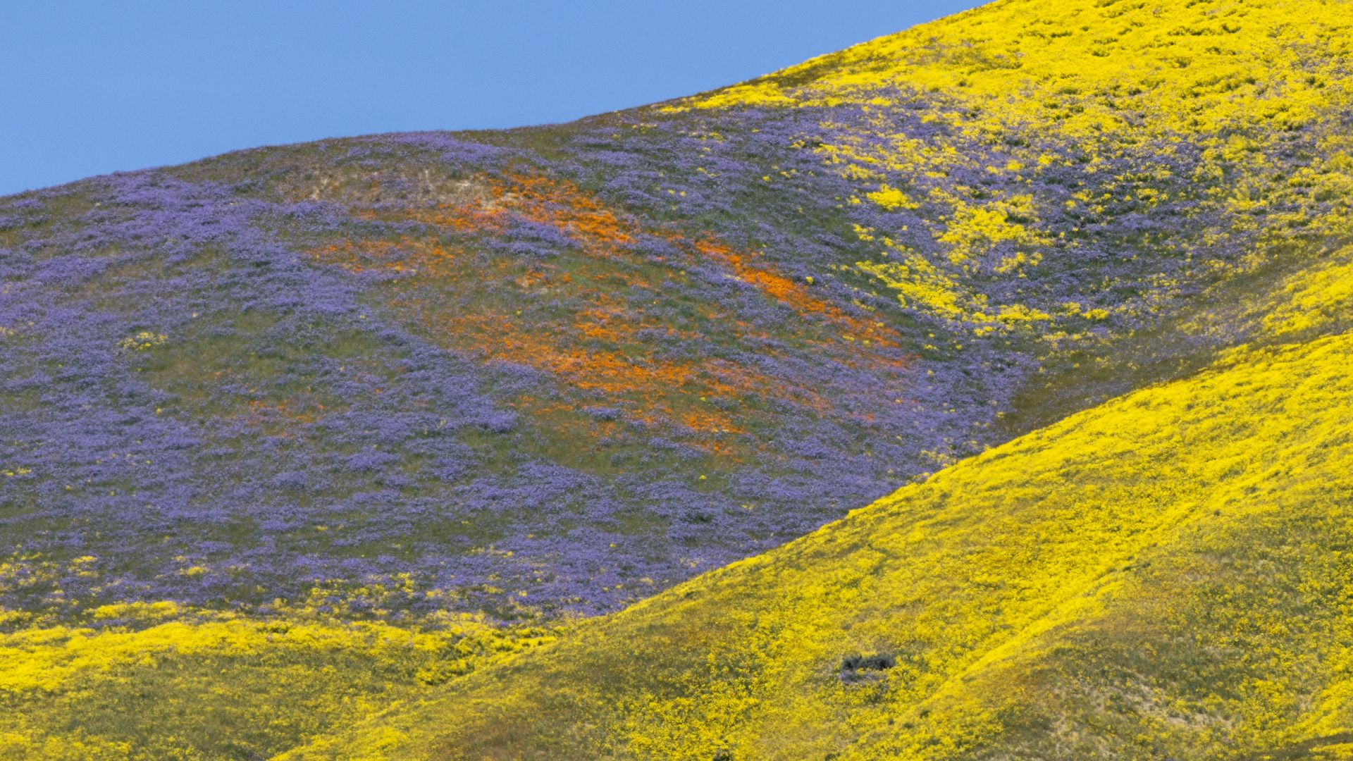 What is a super bloom – and how can you see one responsibly? | Advnture