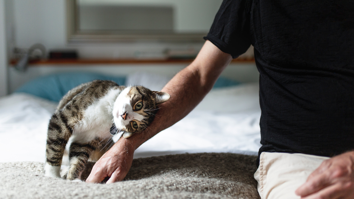 32 of the best pet poses for social media | PetsRadar