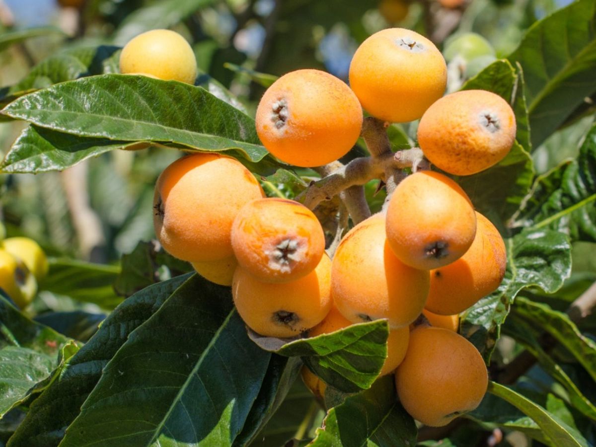 Treating A Loquat With Fire Blight: Learn About Loquat Fire Blight ...