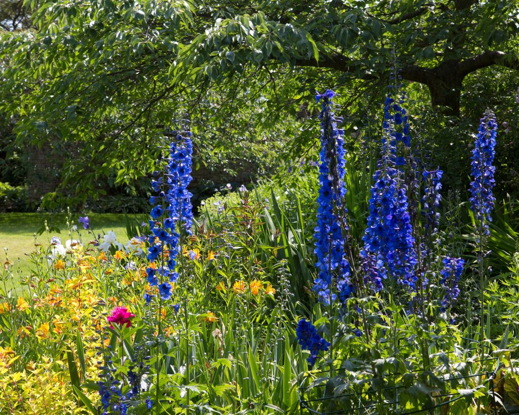 How to grow delphiniums from seed | Homes and Gardens