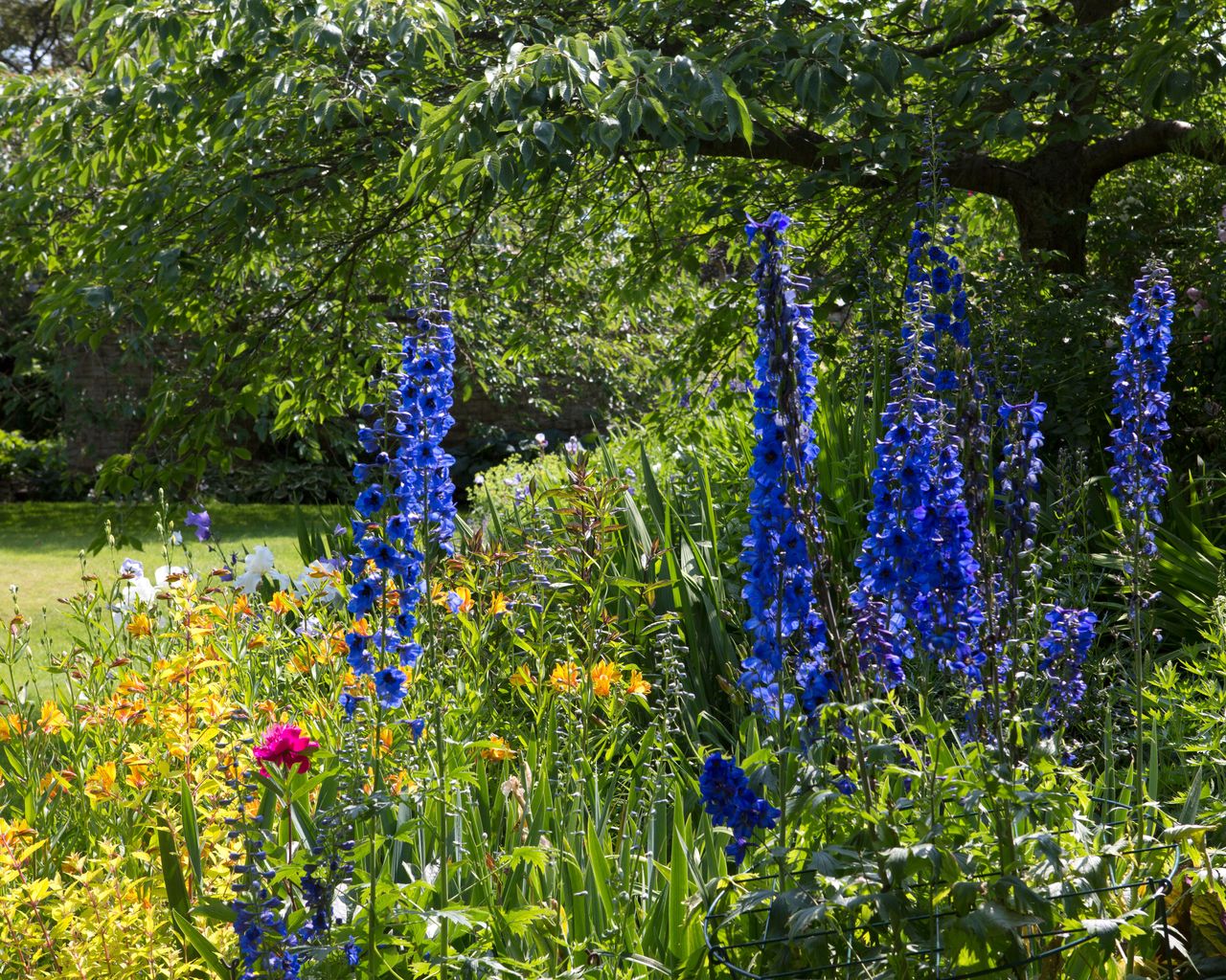 How to grow delphiniums from seed | Homes and Gardens