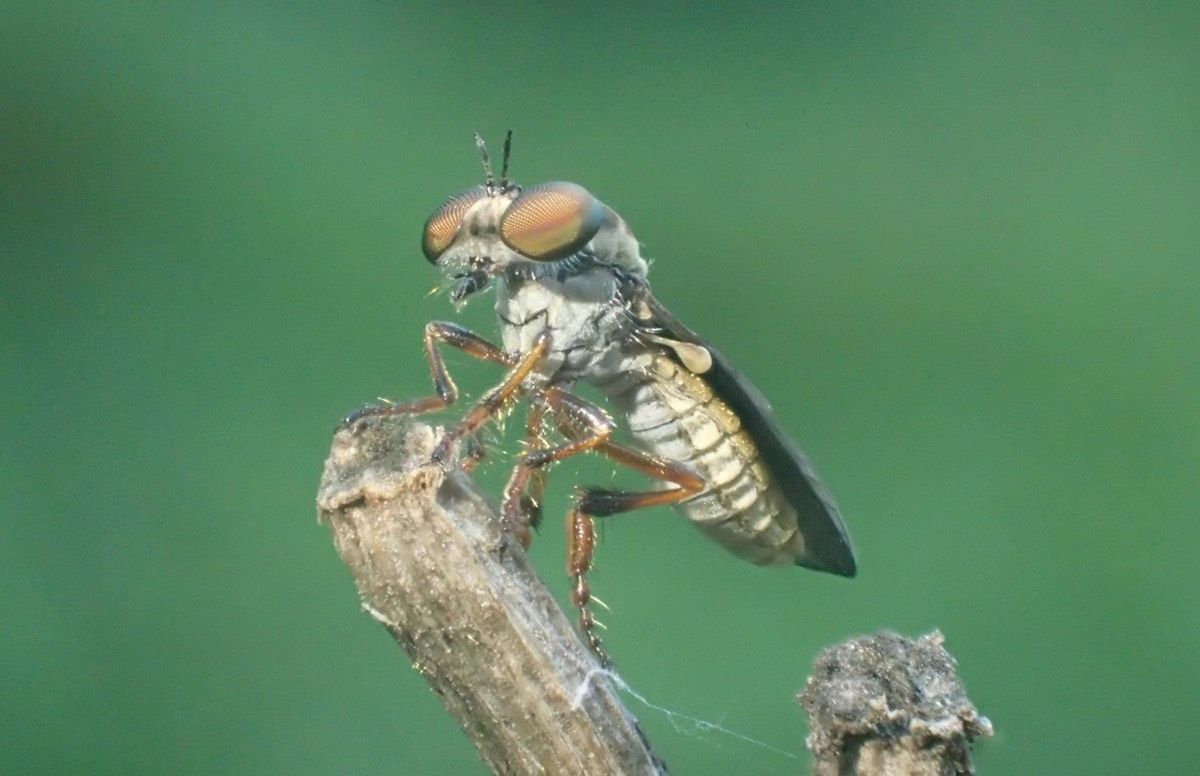 In Photos: Amazing Fly Eyes | Live Science