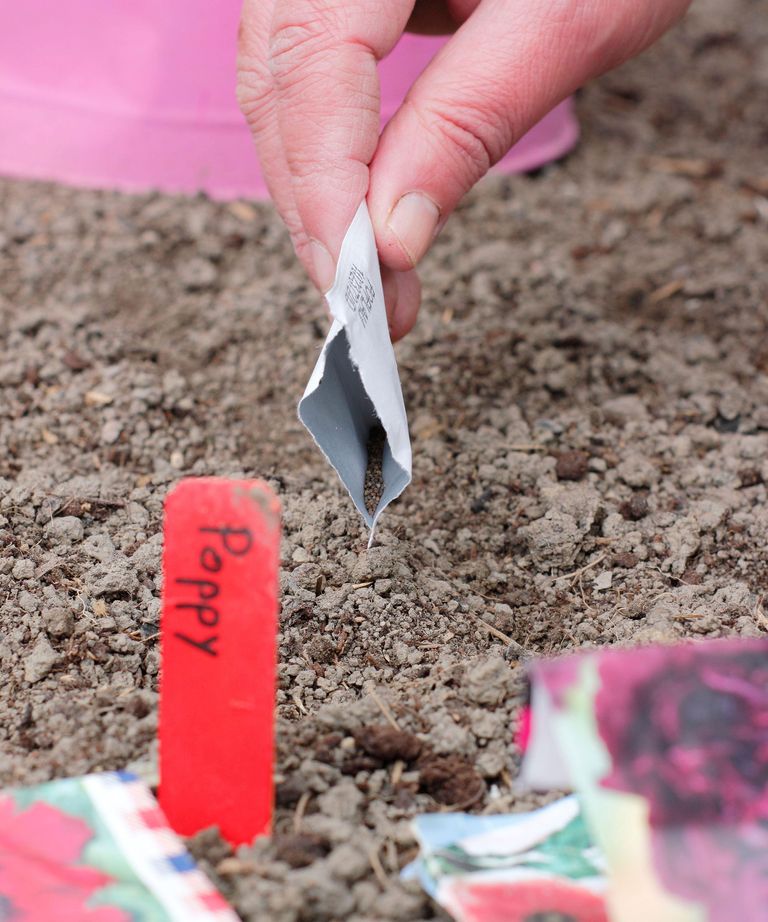 How to sow seeds outdoors: tips from an experienced gardener | Homes ...