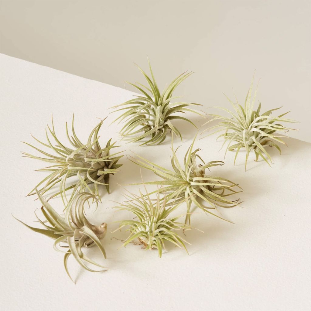 Types of air plants: 8 varieties and how to care for them | Homes and ...