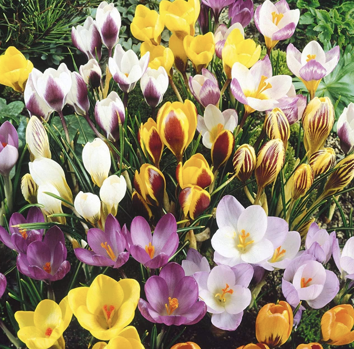 The best bulbs for Spring flowers to plant in winter | Livingetc