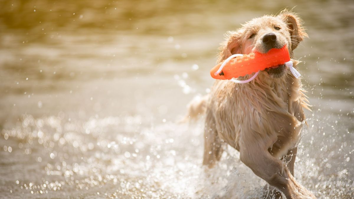 32 ways your dog benefits from swimming | PetsRadar