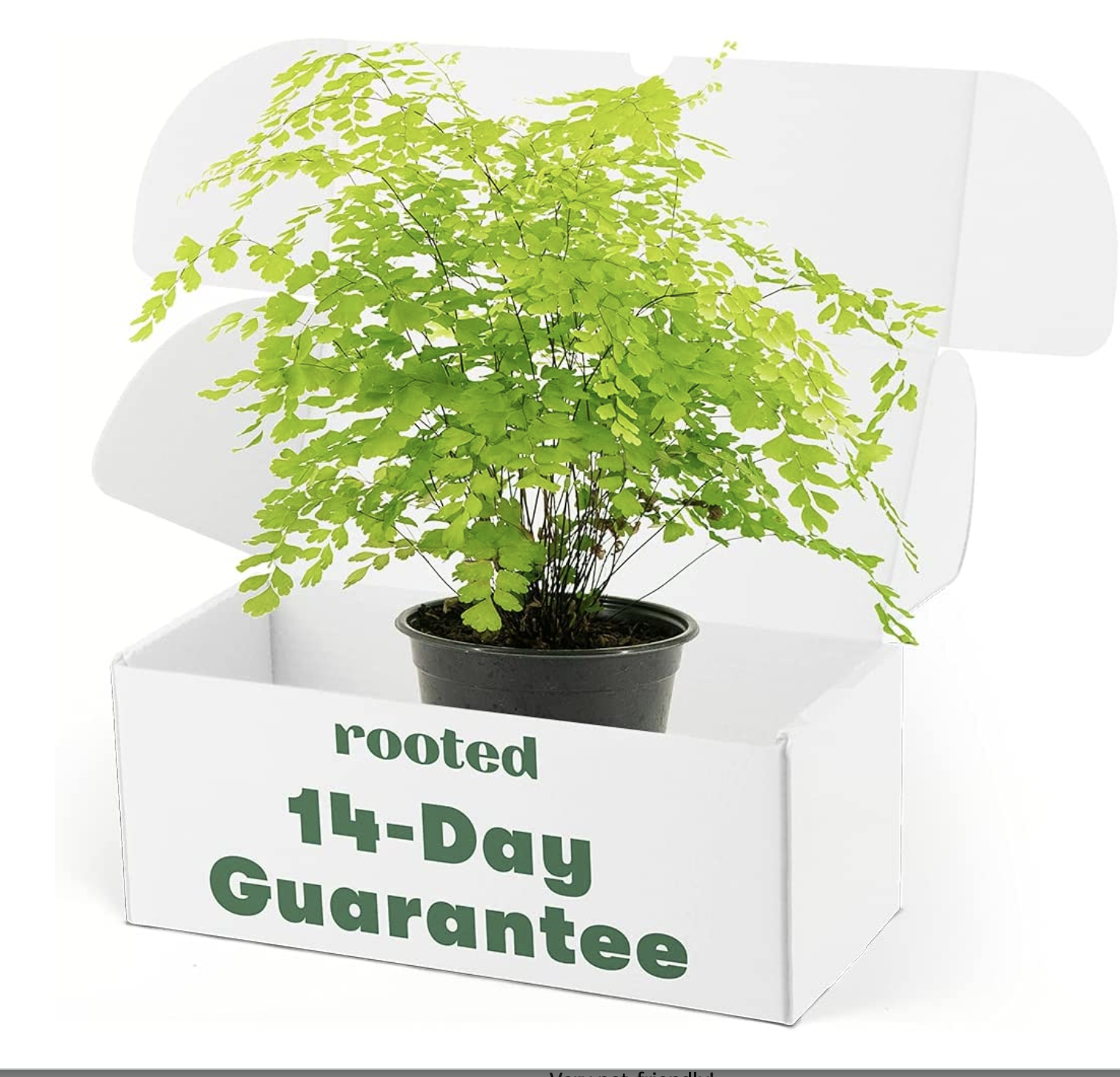 How to turn your windowsill into a thriving indoor garden | Livingetc