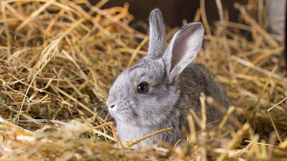 32 tips for taking care of rabbits | PetsRadar