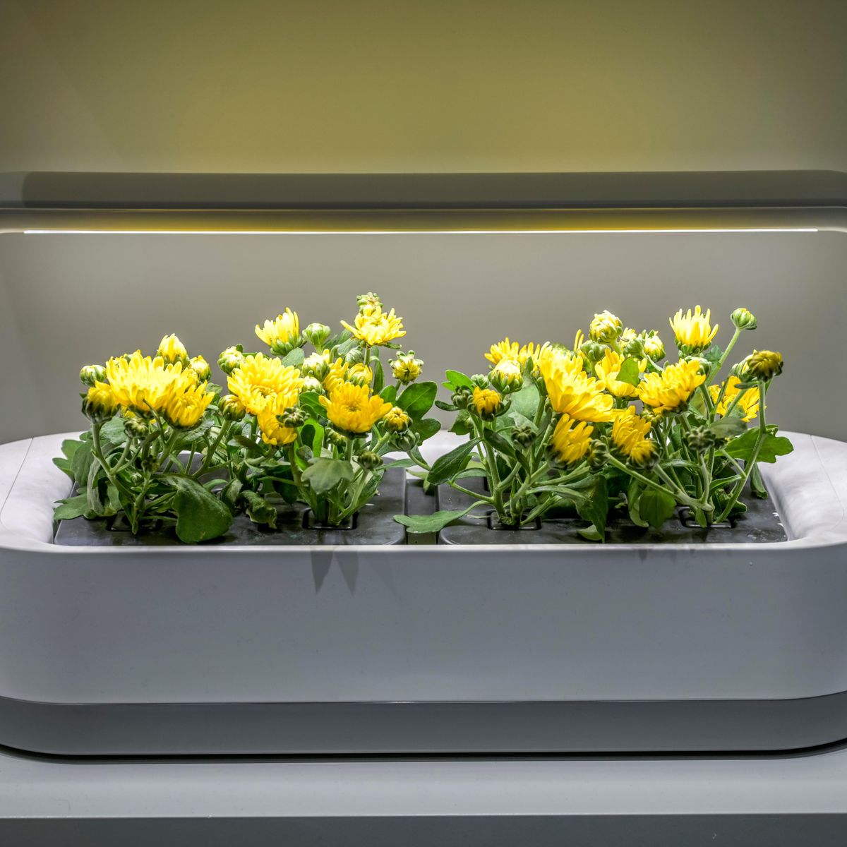 The LG tiiun indoor garden is perfect for year-round growth | Ideal Home