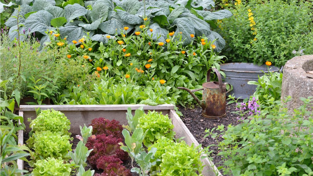 Easiest vegetables to grow in water: 5 hydroponic crops | Homes and Gardens