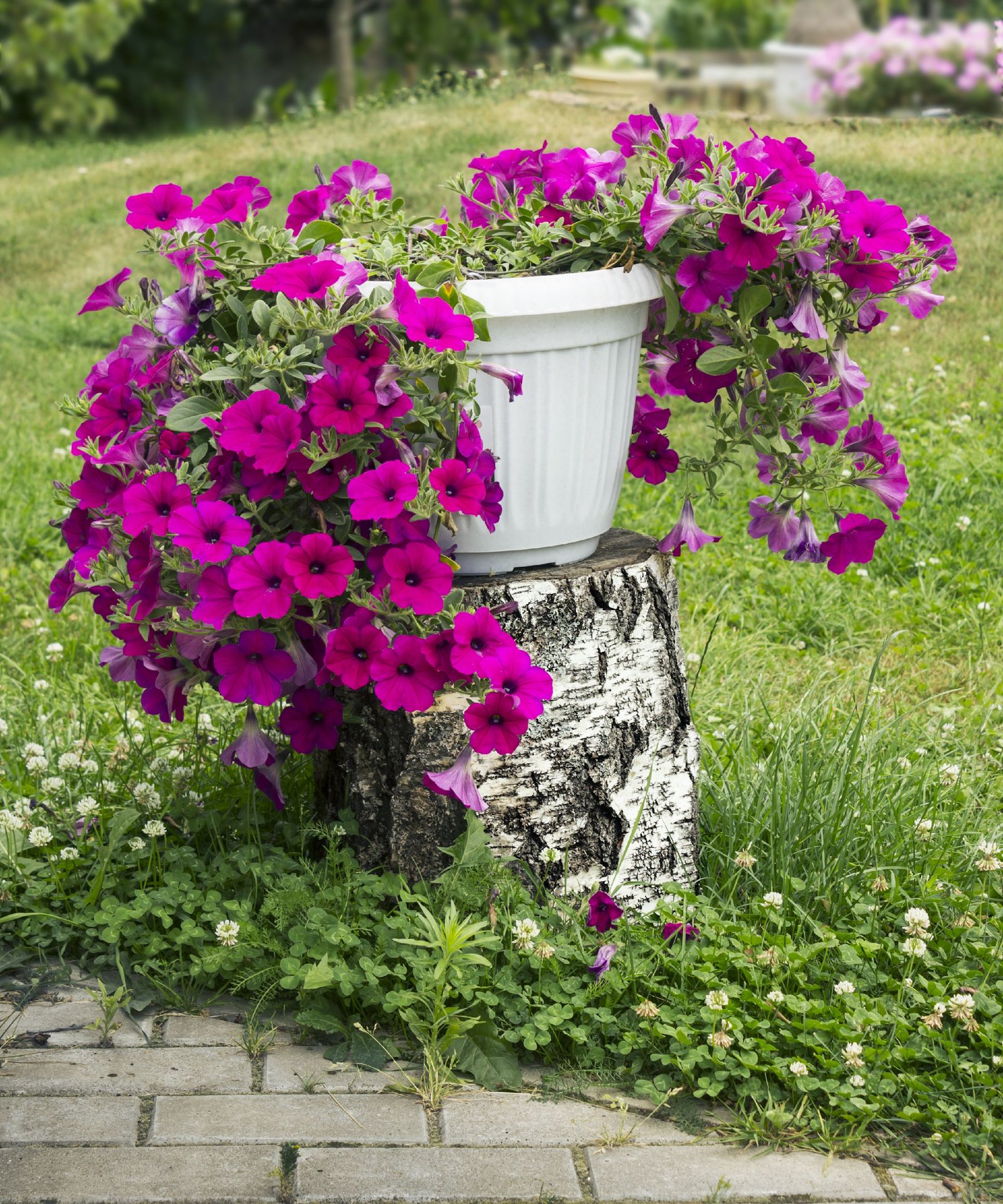 How to grow petunias in pots: Expert tips | Homes and Gardens