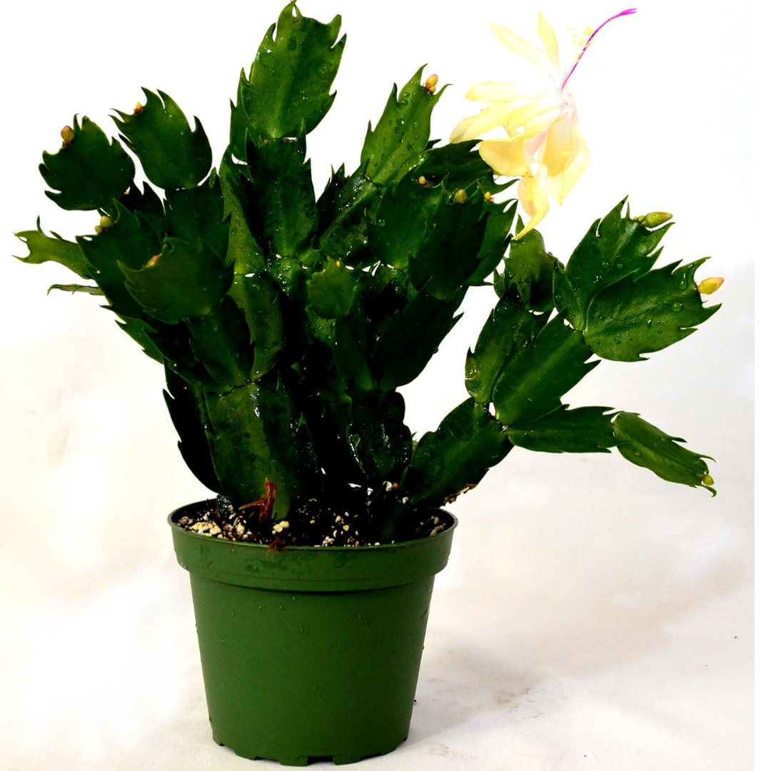 Why is My Christmas Cactus Not Blooming? | Livingetc