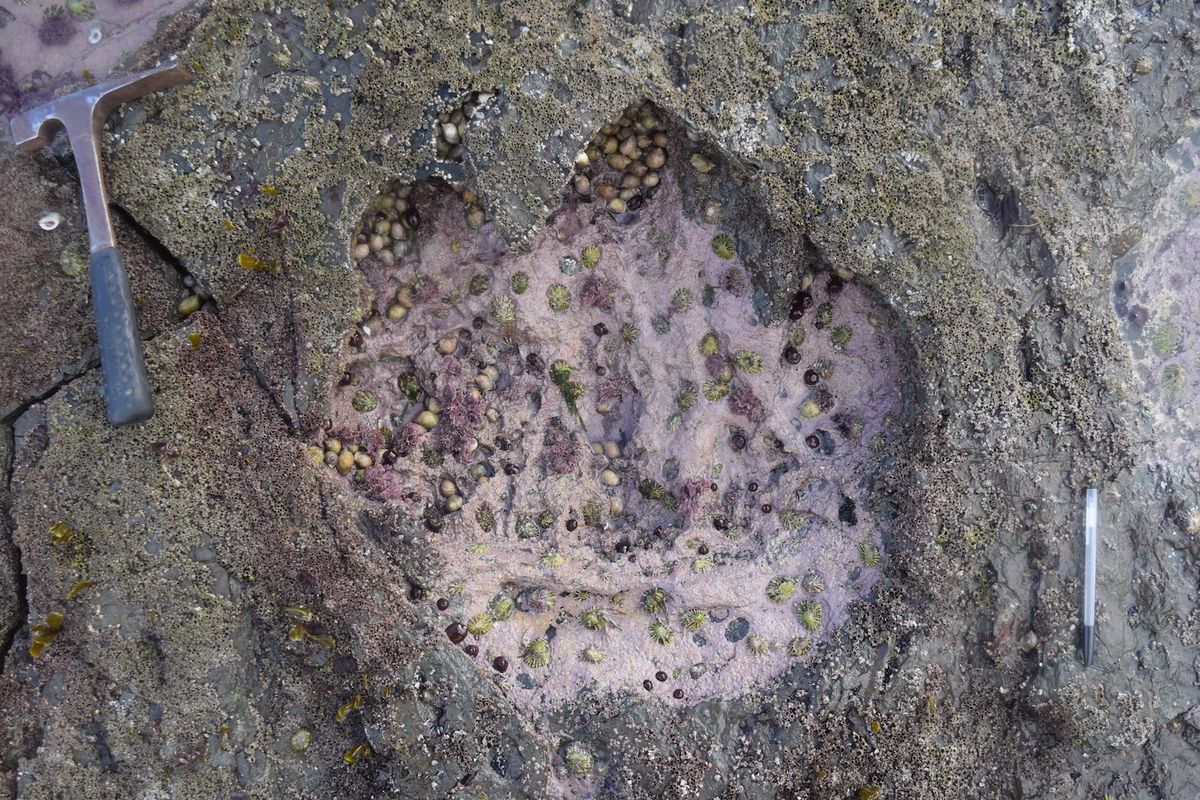 Giant, Clawed Dinosaurs Left These Footprints in Ancient Lagoon | Live ...